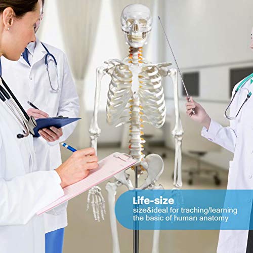 breesky Human Skeleton Model for Anatomy- Life Size Medical Human Skeleton Model with Nervous System 70.8 in with Rolling Stand for Medical Study and Display 3 Posters