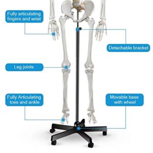 breesky Human Skeleton Model for Anatomy- Life Size Medical Human Skeleton Model with Nervous System 70.8 in with Rolling Stand for Medical Study and Display 3 Posters