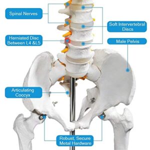 breesky Human Skeleton Model for Anatomy- Life Size Medical Human Skeleton Model with Nervous System 70.8 in with Rolling Stand for Medical Study and Display 3 Posters