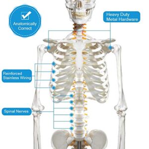 breesky Human Skeleton Model for Anatomy- Life Size Medical Human Skeleton Model with Nervous System 70.8 in with Rolling Stand for Medical Study and Display 3 Posters