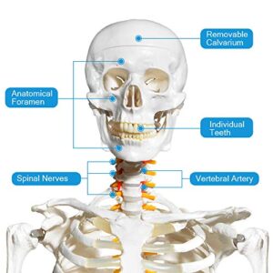 breesky Human Skeleton Model for Anatomy- Life Size Medical Human Skeleton Model with Nervous System 70.8 in with Rolling Stand for Medical Study and Display 3 Posters