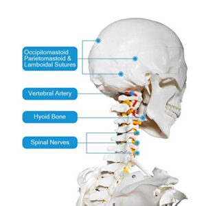 breesky Human Skeleton Model for Anatomy- Life Size Medical Human Skeleton Model with Nervous System 70.8 in with Rolling Stand for Medical Study and Display 3 Posters