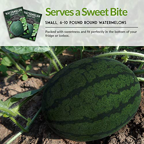 Survival Garden Seeds - Sugar Baby Watermelon Seed for Planting - Packet with Instructions to Plant and Grow Little Round Watermelons in Your Home Vegetable Garden - Non-GMO Heirloom Variety