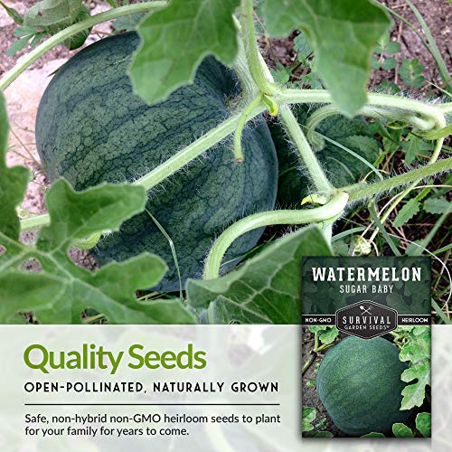 Survival Garden Seeds - Sugar Baby Watermelon Seed for Planting - Packet with Instructions to Plant and Grow Little Round Watermelons in Your Home Vegetable Garden - Non-GMO Heirloom Variety