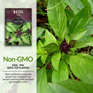 Survival Garden Seeds - Thai Basil Seed for Planting - Packet with Instructions to Plant and Grow Asian Basil Indoors or Outdoors in Your Home Vegetable Garden - Non-GMO Heirloom Variety - 1 Pack