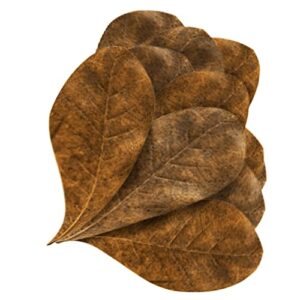 jor catappa indian almond leaves, fin rot treatment betta fish water conditioner aquarium leaves, create realistic river habitat, reduce stress, loved by shrimp & tropical fish