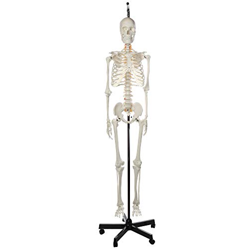 Axis Scientific Classic Human Skeleton with Study, Numbering Guide, and Hanging Stand