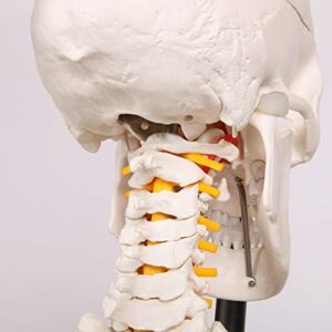 Axis Scientific Classic Human Skeleton with Study, Numbering Guide, and Hanging Stand