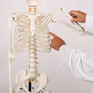 Axis Scientific Classic Human Skeleton with Study, Numbering Guide, and Hanging Stand