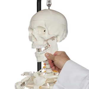 Axis Scientific Classic Human Skeleton with Study, Numbering Guide, and Hanging Stand