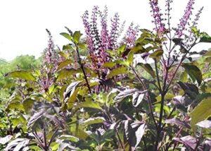 100+ krishna tulsi holy basil seeds red leaf indian sacred red leaf herb tulasi thulasi shayam heirloom non-gmo fragrant grown in usa