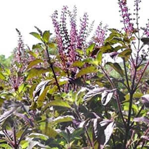 100+ Krishna Tulsi Holy Basil Seeds Red Leaf Indian Sacred Red Leaf Herb Tulasi Thulasi Shayam Heirloom Non-GMO Fragrant Grown in USA