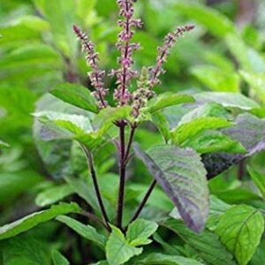 100+ Krishna Tulsi Holy Basil Seeds Red Leaf Indian Sacred Red Leaf Herb Tulasi Thulasi Shayam Heirloom Non-GMO Fragrant Grown in USA