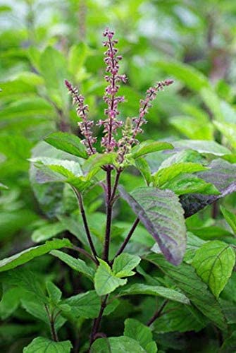 100+ Krishna Tulsi Holy Basil Seeds Red Leaf Indian Sacred Red Leaf Herb Tulasi Thulasi Shayam Heirloom Non-GMO Fragrant Grown in USA