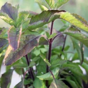 100+ Krishna Tulsi Holy Basil Seeds Red Leaf Indian Sacred Red Leaf Herb Tulasi Thulasi Shayam Heirloom Non-GMO Fragrant Grown in USA