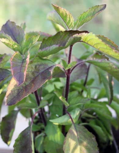 100+ Krishna Tulsi Holy Basil Seeds Red Leaf Indian Sacred Red Leaf Herb Tulasi Thulasi Shayam Heirloom Non-GMO Fragrant Grown in USA