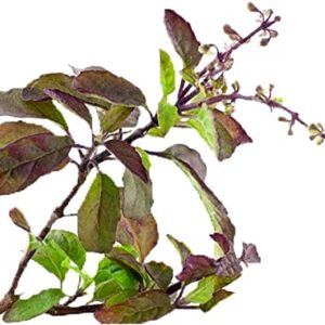 100+ Krishna Tulsi Holy Basil Seeds Red Leaf Indian Sacred Red Leaf Herb Tulasi Thulasi Shayam Heirloom Non-GMO Fragrant Grown in USA