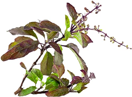 100+ Krishna Tulsi Holy Basil Seeds Red Leaf Indian Sacred Red Leaf Herb Tulasi Thulasi Shayam Heirloom Non-GMO Fragrant Grown in USA