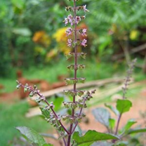 100+ Krishna Tulsi Holy Basil Seeds Red Leaf Indian Sacred Red Leaf Herb Tulasi Thulasi Shayam Heirloom Non-GMO Fragrant Grown in USA