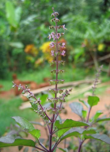 100+ Krishna Tulsi Holy Basil Seeds Red Leaf Indian Sacred Red Leaf Herb Tulasi Thulasi Shayam Heirloom Non-GMO Fragrant Grown in USA