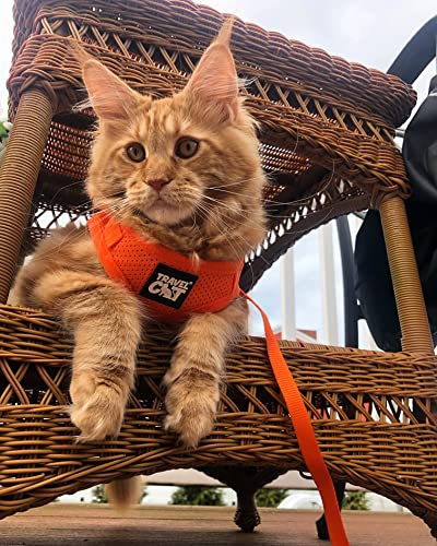 Travel Cat Harness and Leash Set - Adjustable Comfort Fit Mesh Vest Harnesses with Reflective Strap - Snug Fit Harness for Cats, Kitten for Outdoor Walking, Orange, Small (Chest 13-15.5 inch)