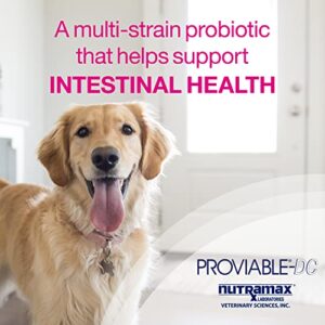 Nutramax Proviable Digestive Health Supplement Multi-Strain Probiotics and Prebiotics for Dogs, With 7-Strains of Bacteria, 60 Chewable Tablets