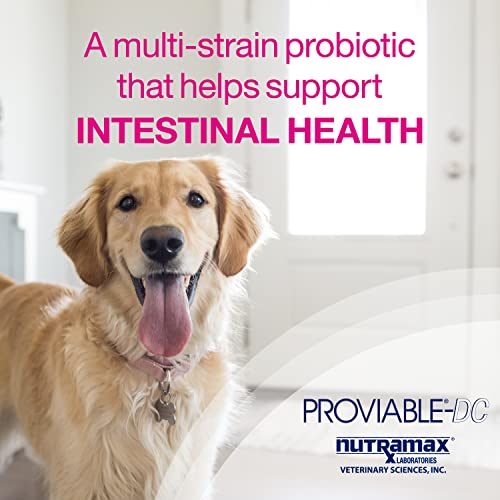 Nutramax Proviable Digestive Health Supplement Multi-Strain Probiotics and Prebiotics for Dogs, With 7-Strains of Bacteria, 60 Chewable Tablets