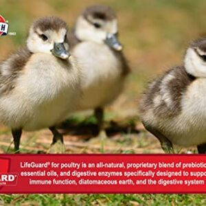 Kalmbach Feeds 20% Flock Maker Crumbles for Mixed Flocks of Poultry, 50 lb