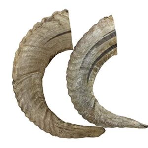 WhiteTail Naturals - Lamb Horns for Dogs (2 Pack) Long Lasting Dog Chews - Grain Free Chew Bone - Natural Sheep Horn Treat - Tough Chew Toy for Medium Breeds and Teething Puppies.