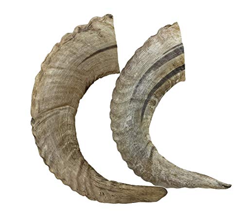 WhiteTail Naturals - Lamb Horns for Dogs (2 Pack) Long Lasting Dog Chews - Grain Free Chew Bone - Natural Sheep Horn Treat - Tough Chew Toy for Medium Breeds and Teething Puppies.