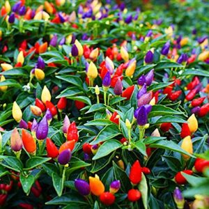 5 color pepper plant seeds for planting | 25+ seeds | exotic garden seeds to grow multicolored peppers | amazing