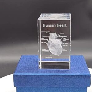 3D Human Heart Anatomical Model Paperweight with Laser Engraved High Definition Structure Made of Optical Crystal Glass Cube as Teaching Tool or Science Gift (No Included LED Base)(5x5x7.5 cm)