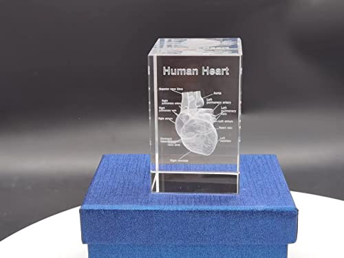 3D Human Heart Anatomical Model Paperweight with Laser Engraved High Definition Structure Made of Optical Crystal Glass Cube as Teaching Tool or Science Gift (No Included LED Base)(5x5x7.5 cm)