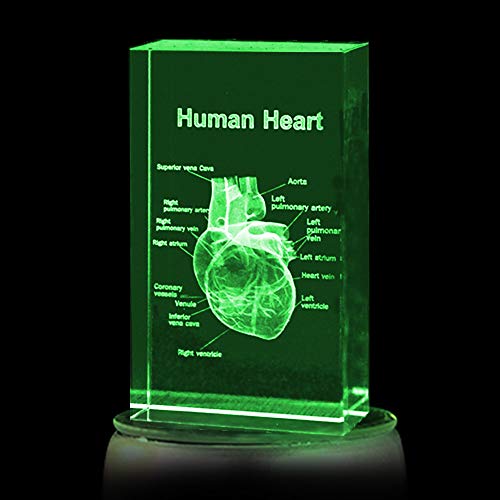 3D Human Heart Anatomical Model Paperweight with Laser Engraved High Definition Structure Made of Optical Crystal Glass Cube as Teaching Tool or Science Gift (No Included LED Base)(5x5x7.5 cm)