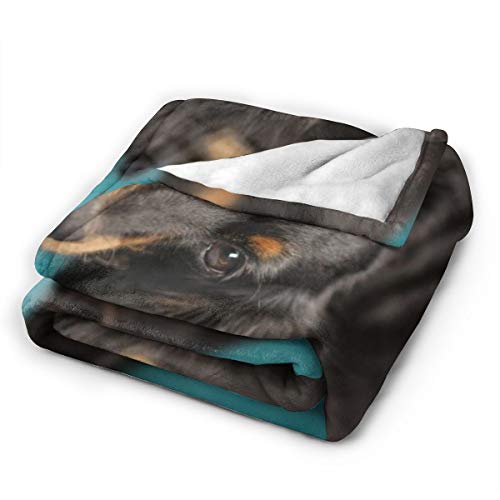 Black Long-Haired Dachshund Dog Fleece Blanket Throw Lightweight Blanket Super Soft Cozy Bed Warm Blanket for Living Room/Bedroom All Season (Black Long-Haired Dachshund Dog, 50" × 40")