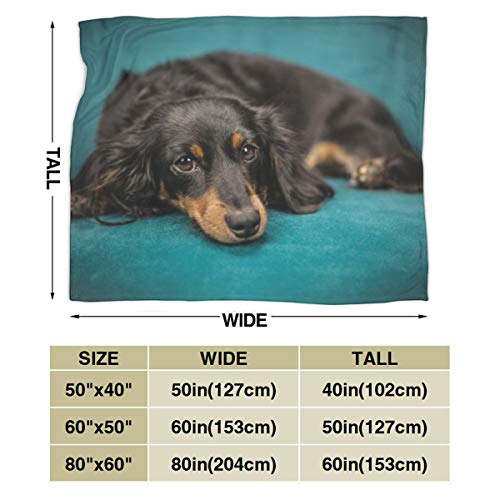 Black Long-Haired Dachshund Dog Fleece Blanket Throw Lightweight Blanket Super Soft Cozy Bed Warm Blanket for Living Room/Bedroom All Season (Black Long-Haired Dachshund Dog, 50" × 40")