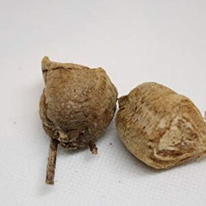 2 Live Large Chinese Ootheca Praying Mantis Eggs Fresh + Free Hatching Bag