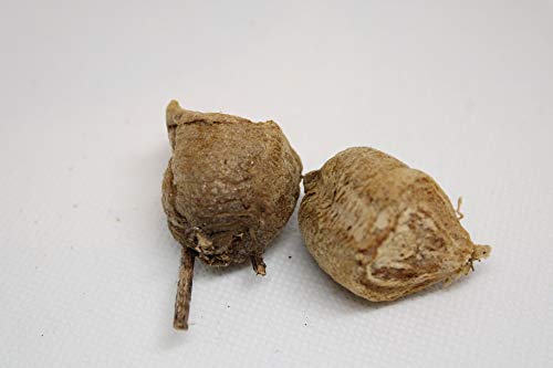 2 Live Large Chinese Ootheca Praying Mantis Eggs Fresh + Free Hatching Bag