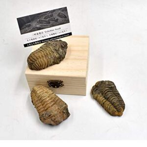 Large Authentic Arthropod Real Trilobite Fossil Come 450 Million Years ago for Collections and Education