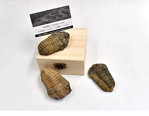 Large Authentic Arthropod Real Trilobite Fossil Come 450 Million Years ago for Collections and Education