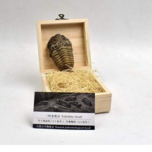 Large Authentic Arthropod Real Trilobite Fossil Come 450 Million Years ago for Collections and Education