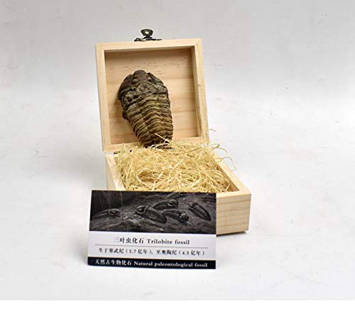 Large Authentic Arthropod Real Trilobite Fossil Come 450 Million Years ago for Collections and Education