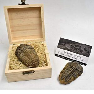 Large Authentic Arthropod Real Trilobite Fossil Come 450 Million Years ago for Collections and Education