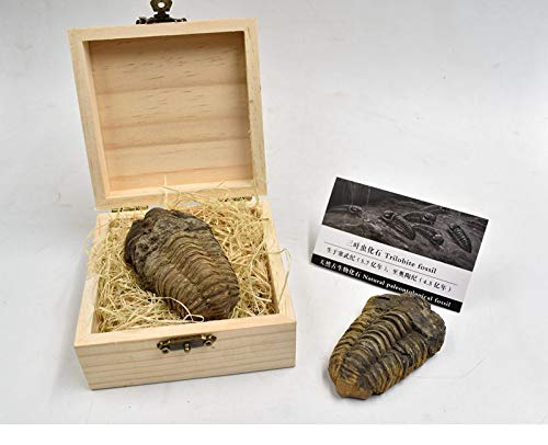 Large Authentic Arthropod Real Trilobite Fossil Come 450 Million Years ago for Collections and Education