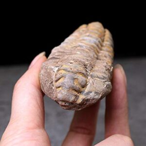 Large Authentic Arthropod Real Trilobite Fossil Come 450 Million Years ago for Collections and Education