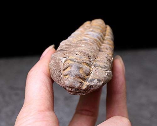 Large Authentic Arthropod Real Trilobite Fossil Come 450 Million Years ago for Collections and Education