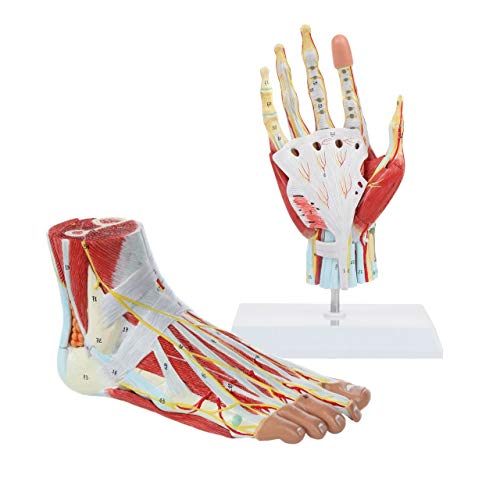 Axis Scientific Hand and Foot Anatomy Model Set