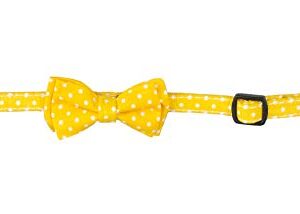 Gyapet Cat Collar Yellow with Bowtie Bell Safety Buckle Breakaway Kitten Puppy 7-11in Dot Colorful Adjustable Dot-Yellow