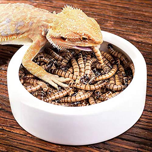 4 Pack Worm Dish Reptile Food Bowl, Ceramics Made, Lizard, Gecko Food Dish(2.7inch)