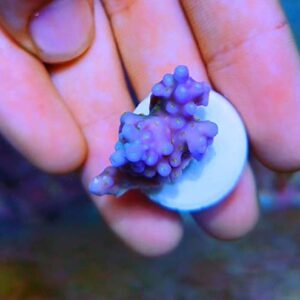 Aquarium Choice Ceramic Coralline Coral Frag Plugs 30 Pack